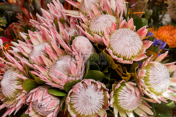 Protea cynaroides，普罗蒂亚花之王高清摄影大图-千库网