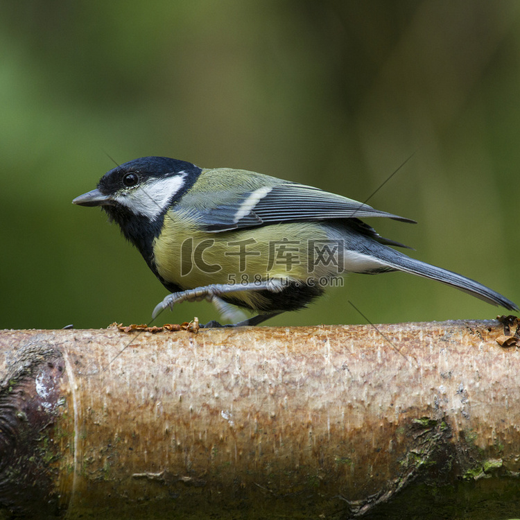 大山雀（Parus Major）高清摄影大图-千库网