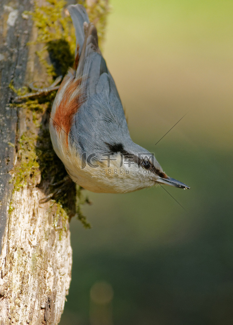 五子雀 (Sitta europea) 垂直高清摄影大图-千库网