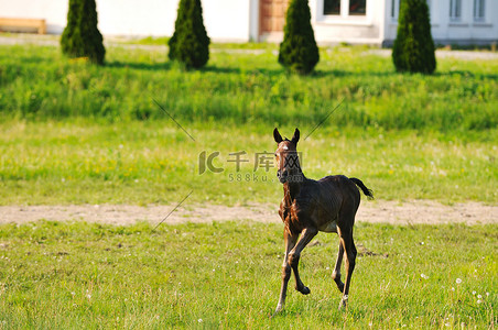 小马高清摄影大图-千库网