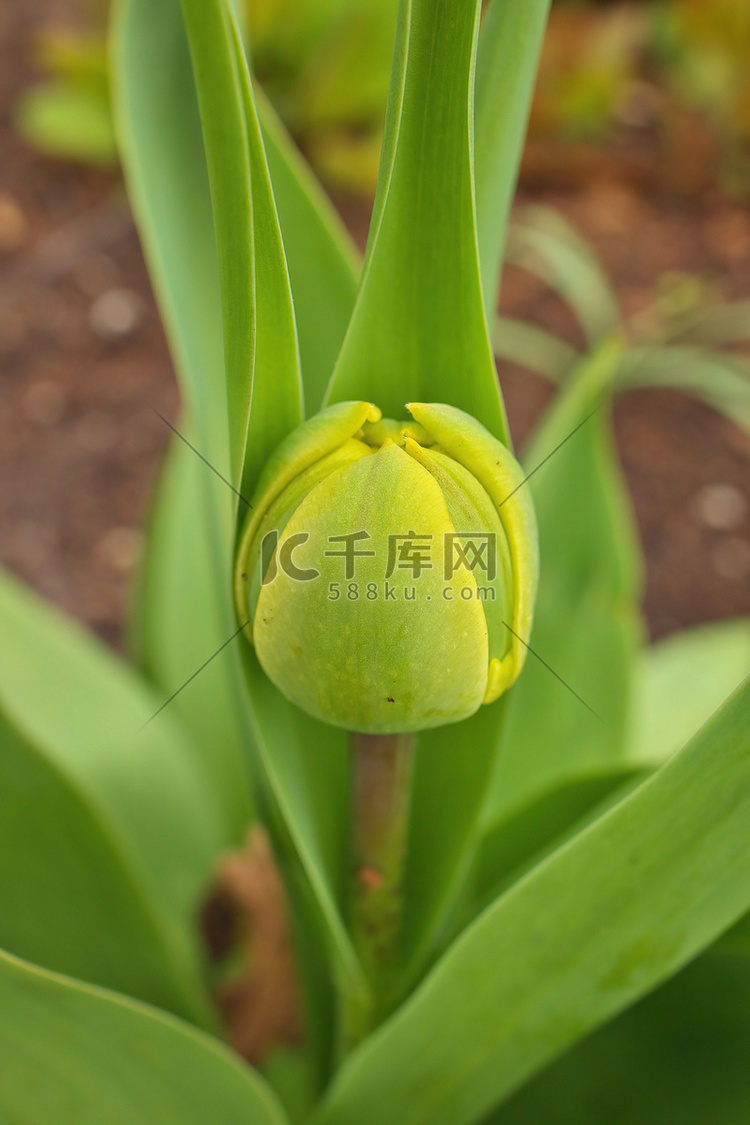 花园 Sping 绿色郁金香芽的特写宏观高清摄影大图-千库网