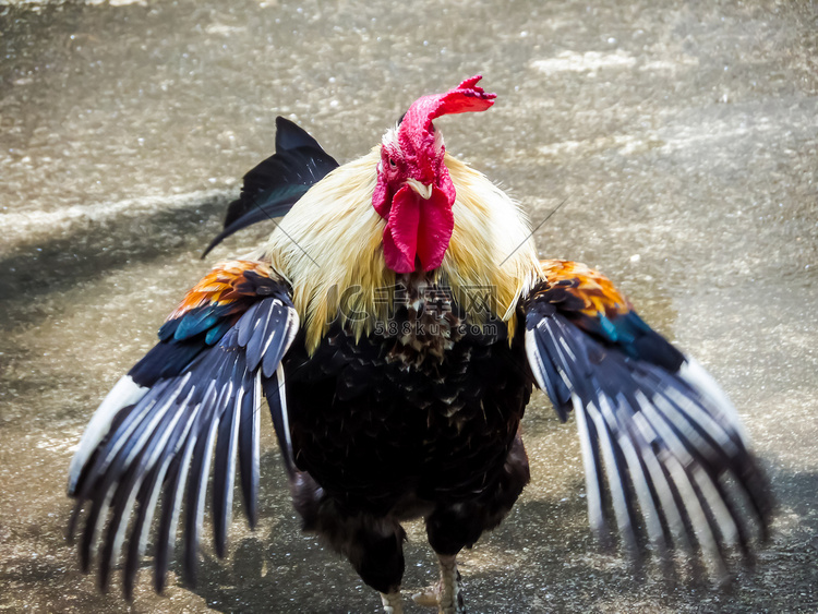 kung-fu chicken高清摄影大图-千库网