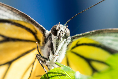 橙色海鸥，Cepora iudith malaya Fruhstorfer 通常沿着小灌木展开它的翅膀。高清摄影大图-千库网