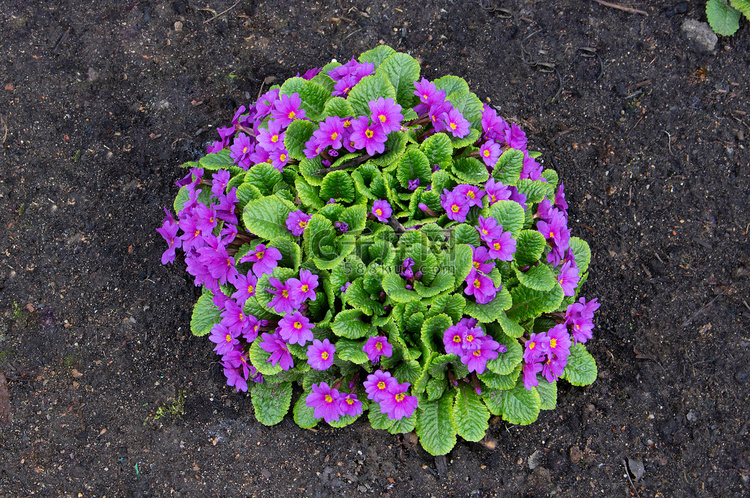 月见草布什。高清摄影大图-千库网