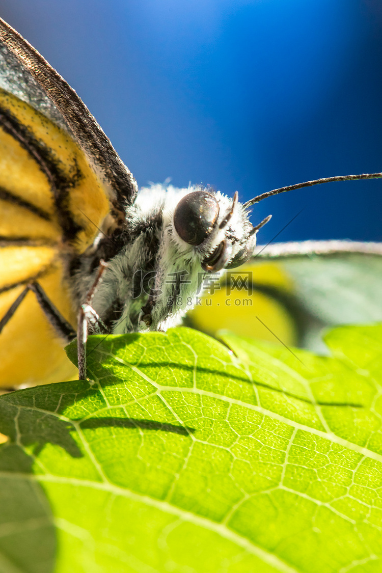 橙色海鸥，Cepora iudith malaya Fruhstorfer 通常沿着小灌木展开它的翅膀。高清摄影大图-千库网