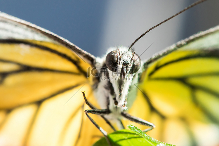 橙鸥（Cepora iudith malaya Fruhstorfer）通常沿着小灌木丛展开翅膀。高清摄影大图-千库网