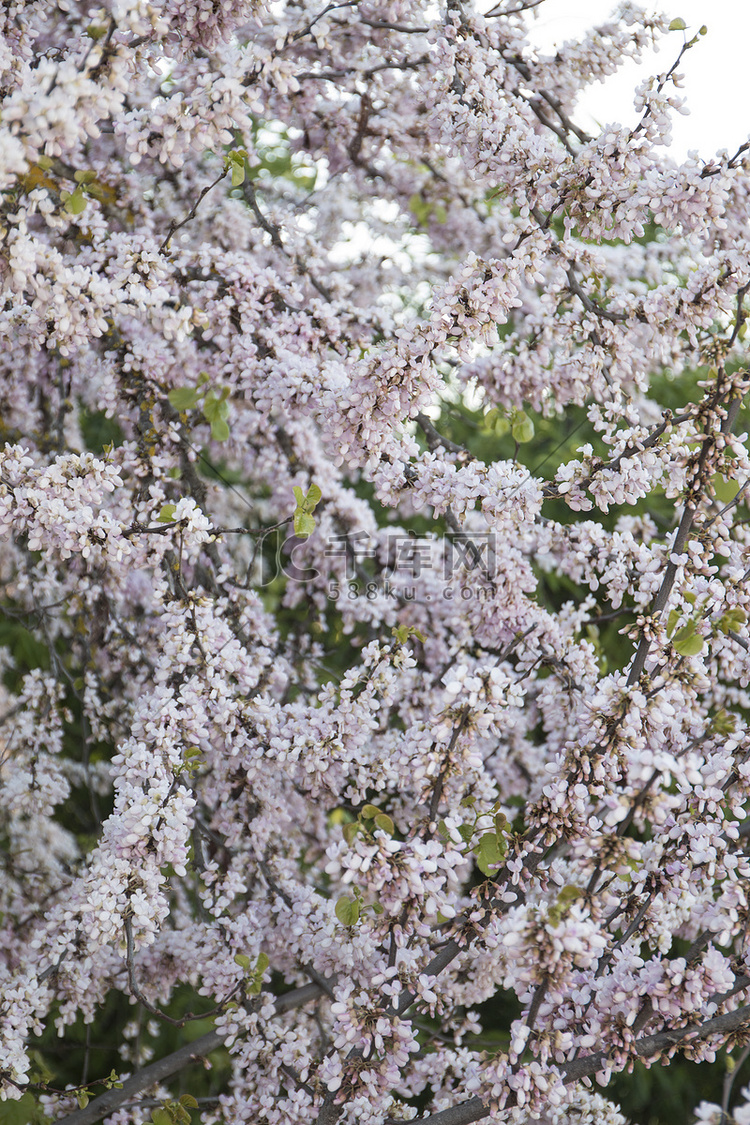 加拿大紫荆（东方紫荆）树高清摄影大图-千库网
