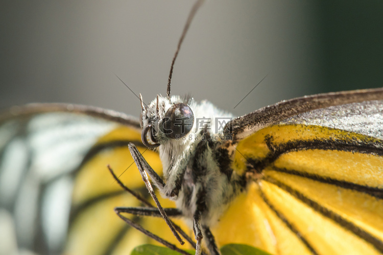 橙鸥（Cepora iudith malaya Fruhstorfer）通常沿着小灌木丛展开翅膀。高清摄影大图-千库网