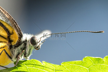 橙色海鸥，Cepora iudith malaya Fruhstorfer 通常沿着小灌木展开它的翅膀。高清摄影大图-千库网