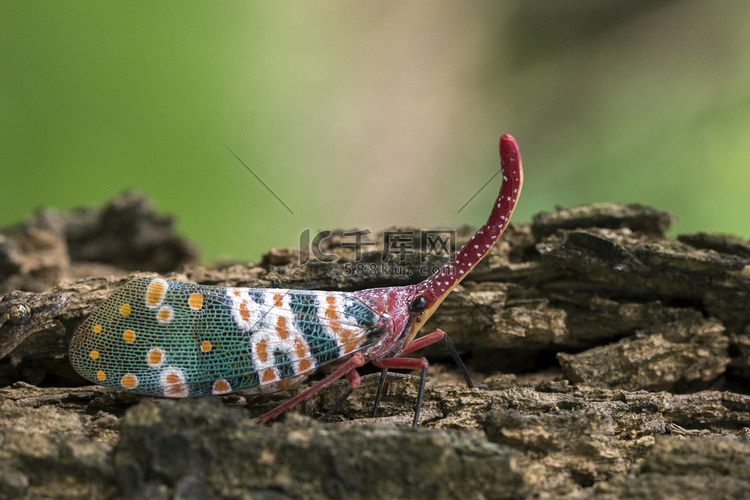 自然 backgr 上的 Pyrops candelaria (Pyrops candelarius) 图像高清摄影大图-千库网