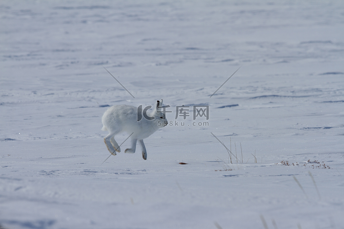 北极兔，Lepus arcticus，在加拿大北极苔原的雪地里跳跃高清摄影大图-千库网