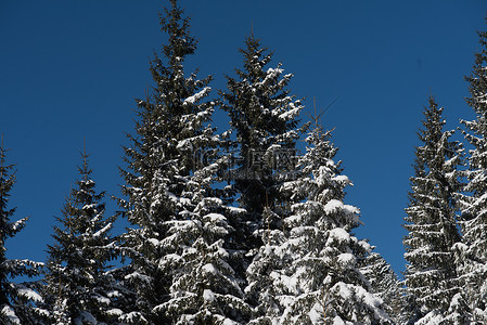 日落时森林中的冬季景观高清摄影大图-千库网