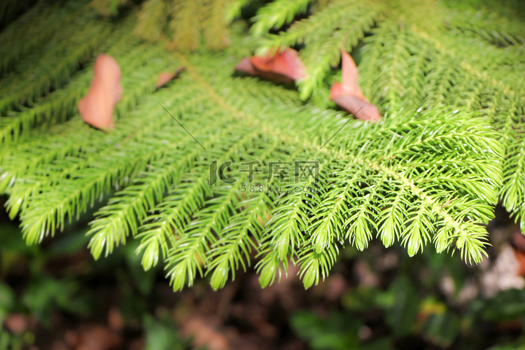 松树的特写高清摄影大图-千库网