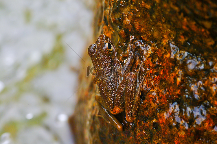 青蛙高清摄影大图-千库网