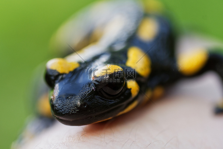 手上的线蝾螈（Salamandra salamandra）高清摄影大图-千库网