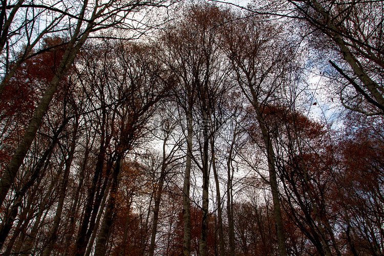 多云的天空与秋天的树木高清摄影大图-千库网