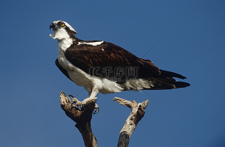 鱼鹰 (Pandion haliaetus) 栖息在树枝上高清摄影大图-千库网