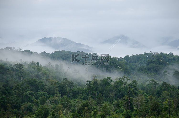 泰国的森林高清摄影大图-千库网