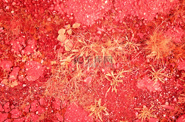 开裂的街道地板的红外照片，上面长满了草和药草高清摄影大图-千库网