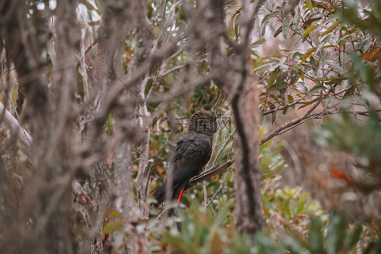 坐在树上的光滑的黑凤头鹦鹉。高清摄影大图-千库网