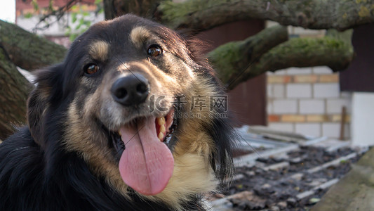 房子院子里一只成年大狗伸出舌头的画像。高清摄影大图-千库网