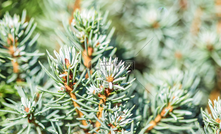 特写装饰性常绿针叶树加拿大云杉 Picea glauca 的绿叶与雨后的水滴。高清摄影大图-千库网