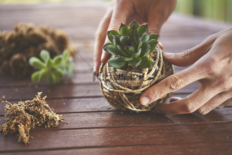 男人在阳光明媚的花园里用土壤创造出日本潮流“kokedama”高清摄影大图-千库网