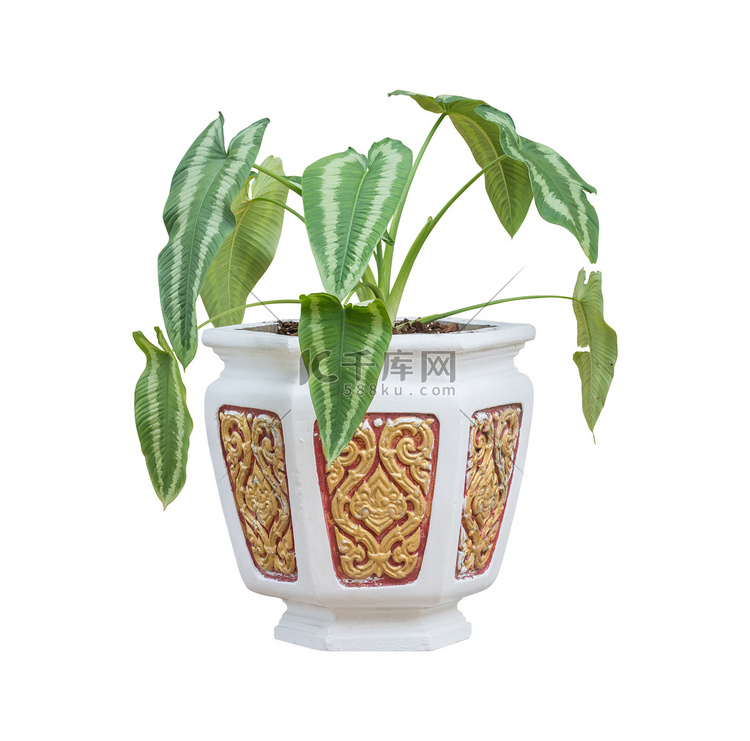 在白色 backg 上隔离的盆中的内部和外部植物树高清摄影大图-千库网