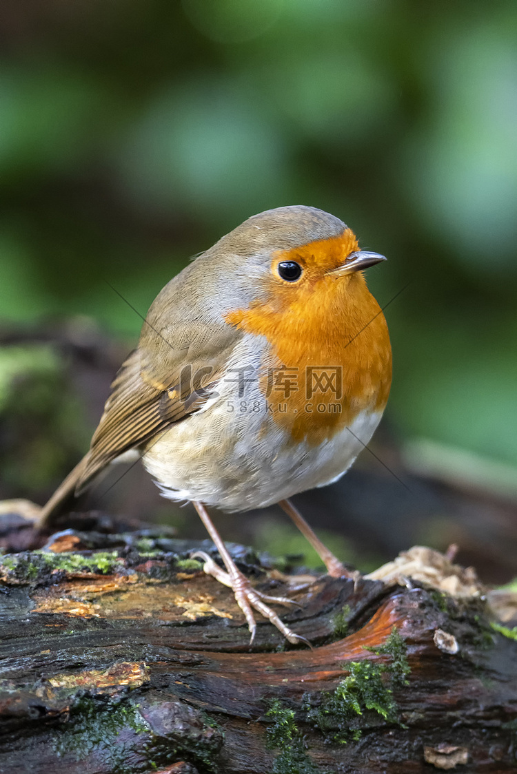 知更鸟 (Erithacus rubecula) 鸟高清摄影大图-千库网
