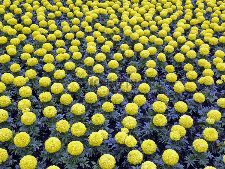 Florart 2015。，黄色花朵，萨格勒布，克罗地亚，欧洲，12高清摄影大图-千库网