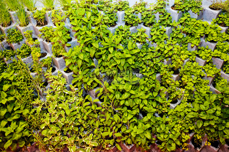 绿色植物高清摄影大图-千库网