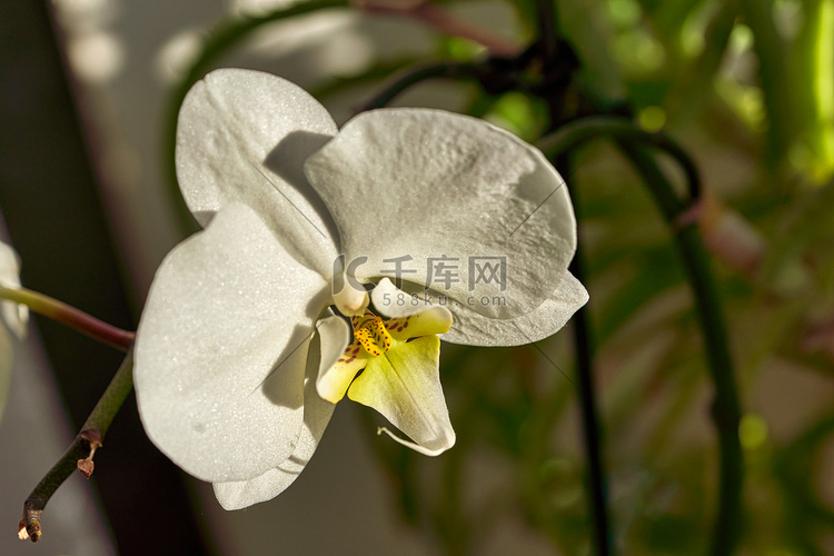 白花 archidea 植物在阳光下的微距摄影高清摄影大图-千库网