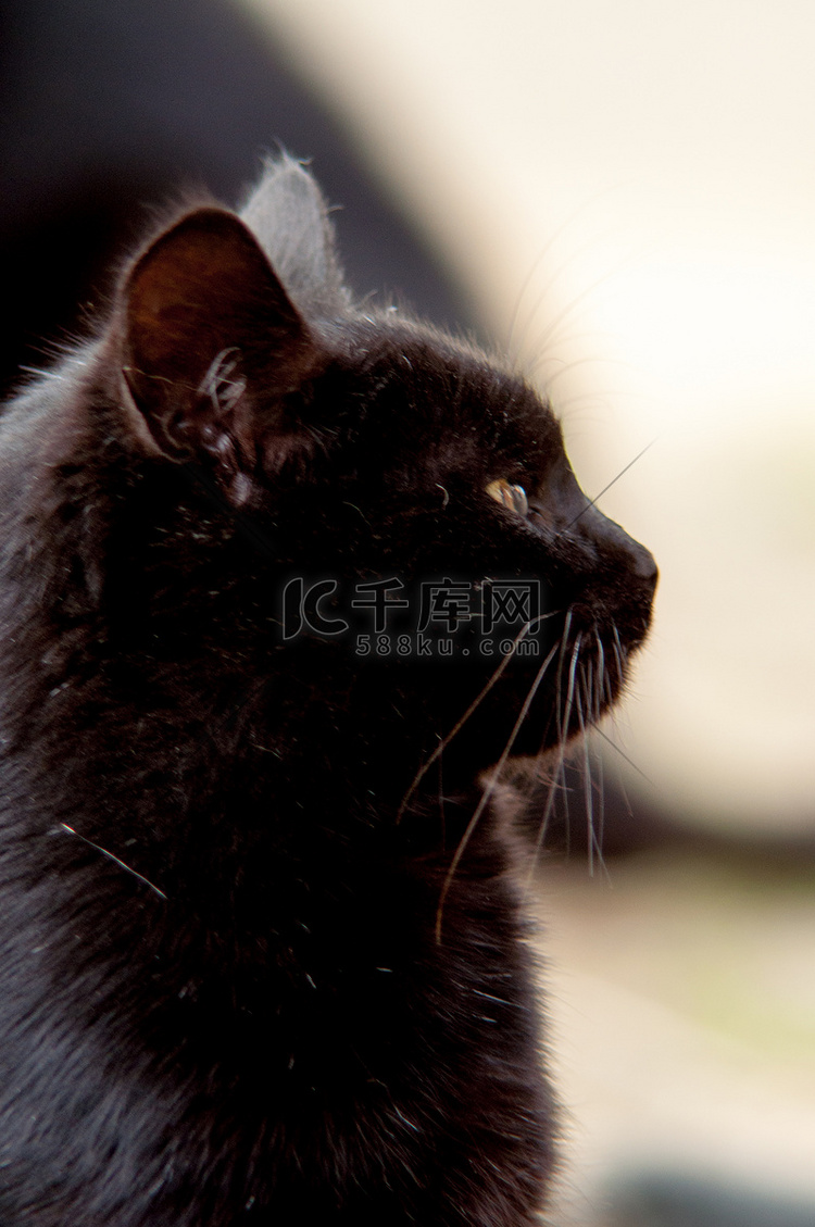 家里有黑猫。高清摄影大图-千库网