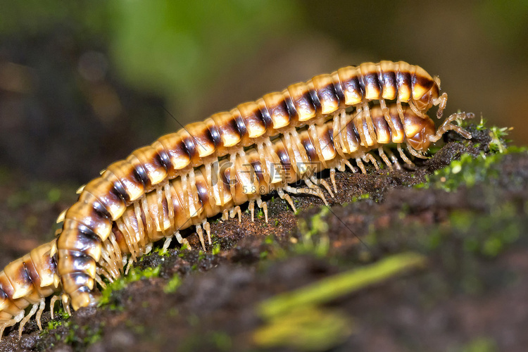 千足虫，Marino Ballena 国家公园，哥斯达黎加高清摄影大图-千库网