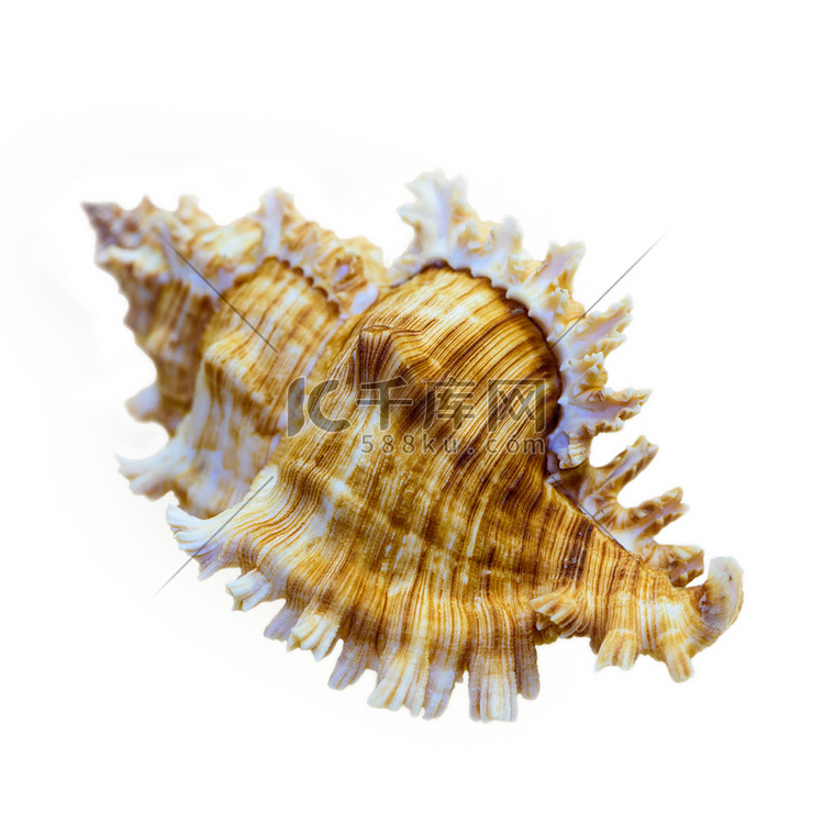 Murex Saulii 或 Chicoreus Saulii 的壳高清摄影大图-千库网