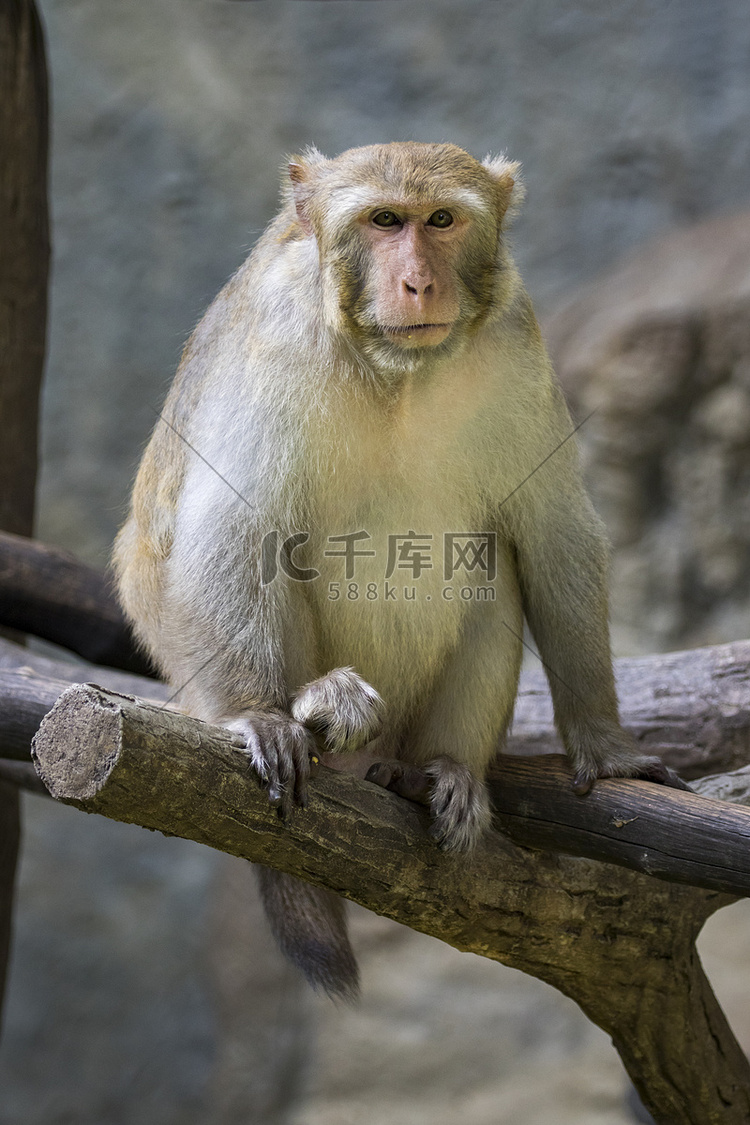 猴子坐在树枝上的图像。高清摄影大图-千库网
