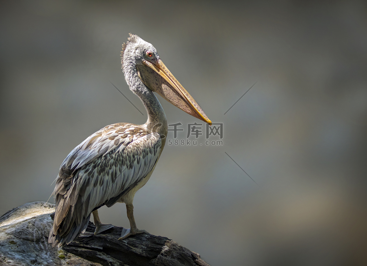 自然背景下斑嘴鹈鹕（Pelecanus philippensis）的图像。高清摄影大图-千库网