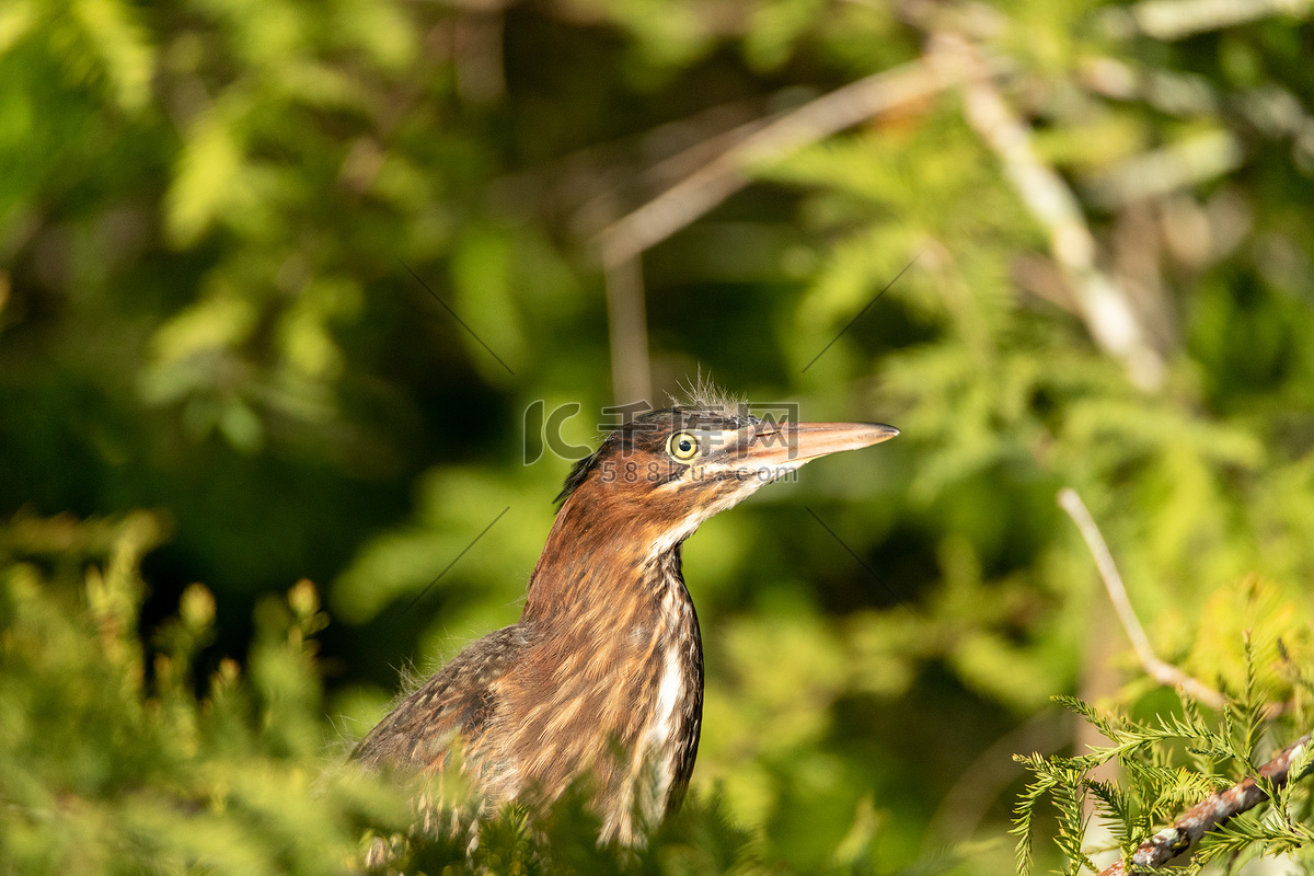躲在树上的幼年小绿鹭鸟 Butorides virescens高清摄影大图-千库网