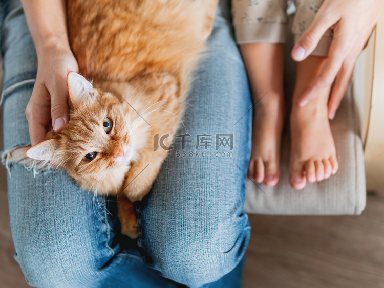 可爱的姜猫躺在膝盖上的顶视图。高清摄影大图-千库网