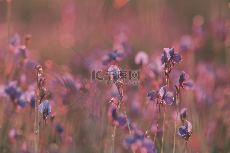 Utricularia delphinioides 花是深紫色的花束。高清摄影大图-千库网