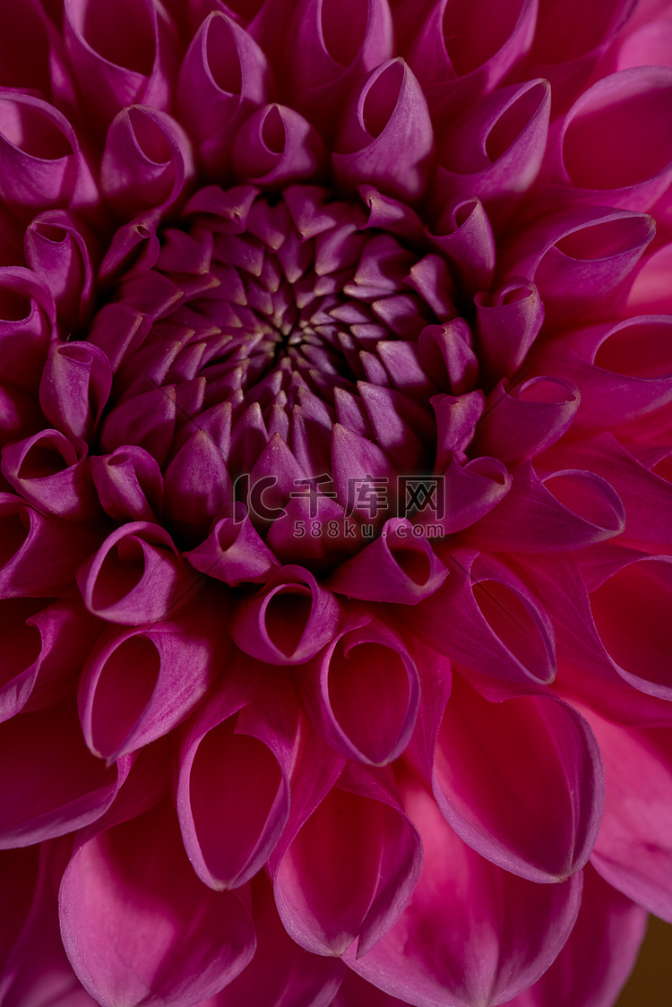 棕色背景上的粉红色大丽花。高清摄影大图-千库网