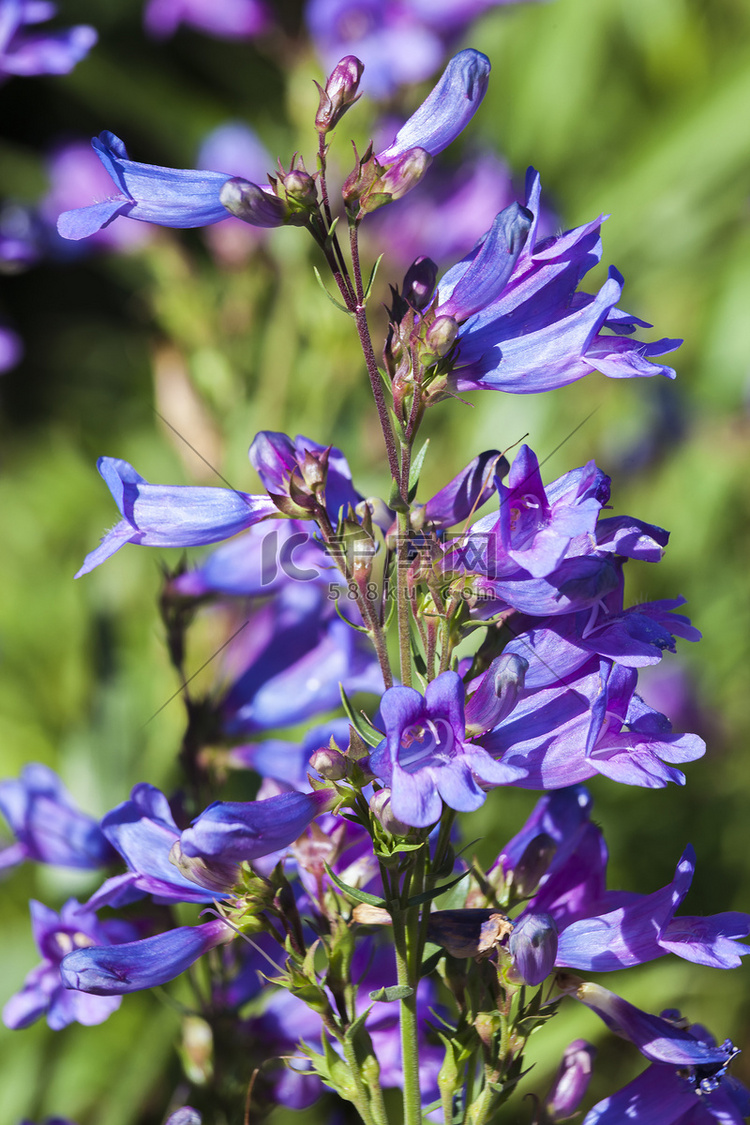 Penstemon heterophyllus 天堂蓝高清摄影大图-千库网