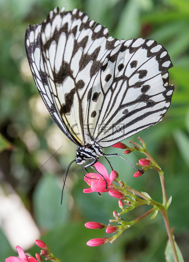 世界上美丽的昆虫高清摄影大图-千库网