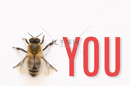 bee摄影图片-bee摄影作品-千库网