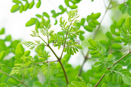 特写幼辣木叶枝、药草和医学概念高清摄影大图-千库网