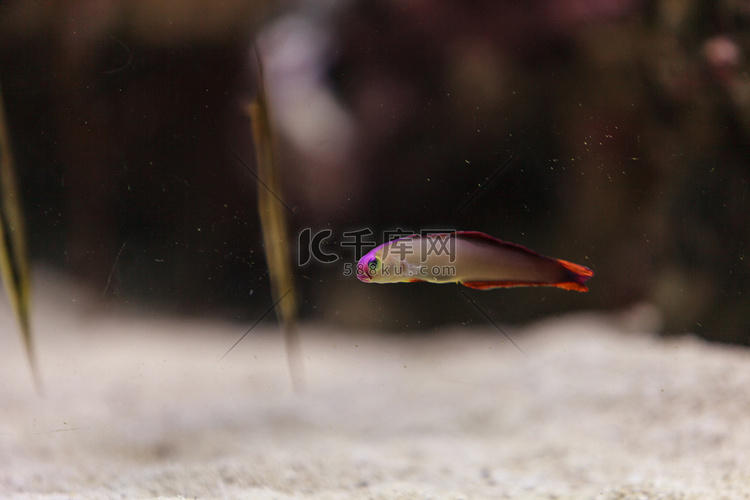紫盖火鱼 Nemateleotris Decora高清摄影大图-千库网