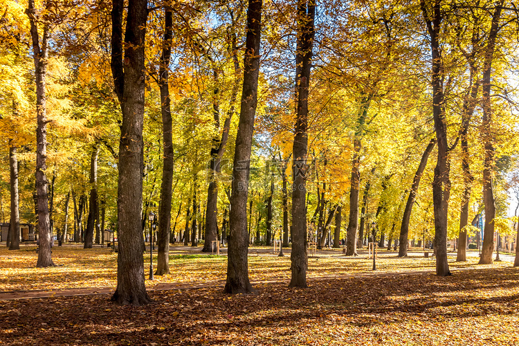 秋天阳光明媚的日子里，公园里的树叶落在金色的树上。高清摄影大图-千库网