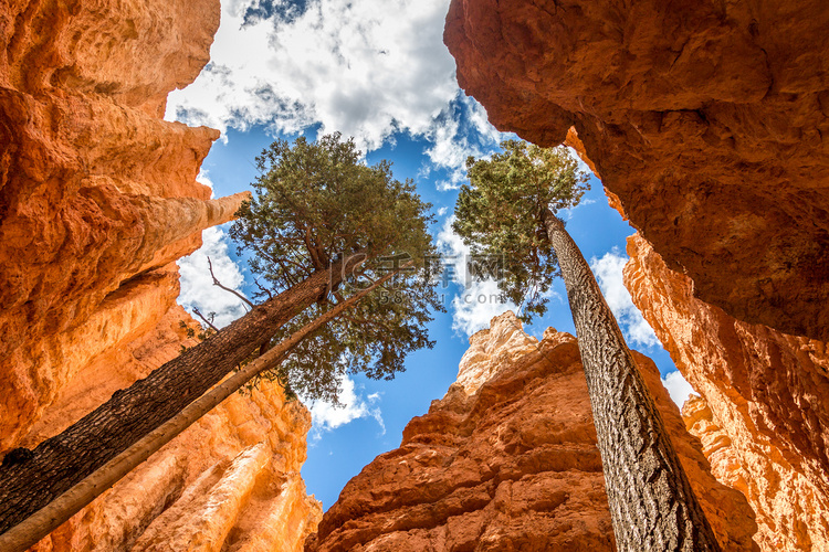 松树高清摄影大图-千库网