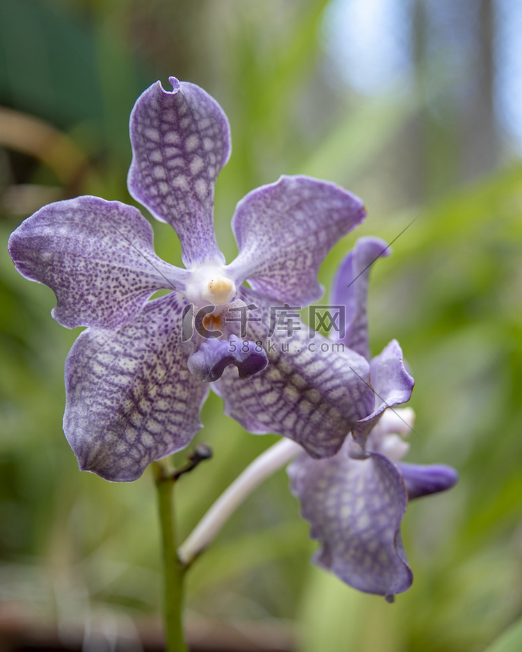 兰花绽放高清摄影大图-千库网