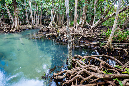 泰国沼泽森林和流水中的热带树根或 Tha pom 红树林。高清摄影大图-千库网